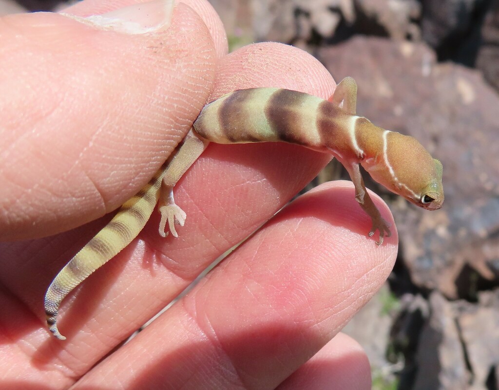 Western Banded Gecko in April 2023 by Brian Hinds · iNaturalist