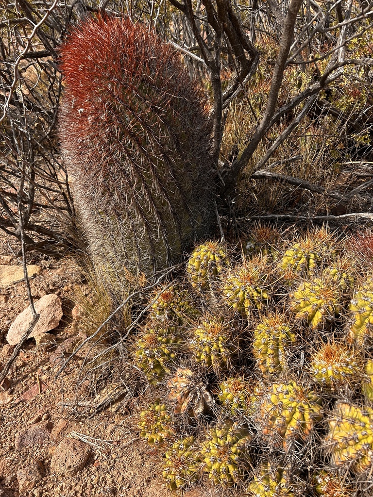 Denmoza rhodacantha from Ruta Provincial 173, San Rafael, Mendoza, AR ...