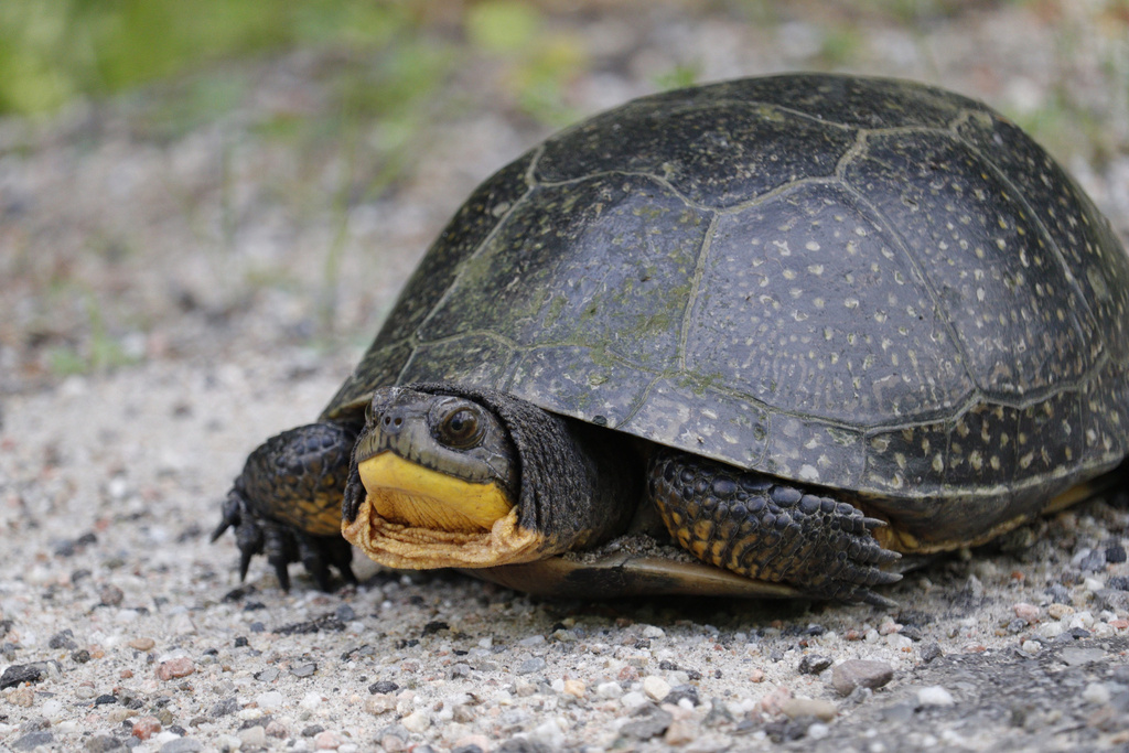 Blanding's Turtle in June 2022 by Erica Kendrick · iNaturalist