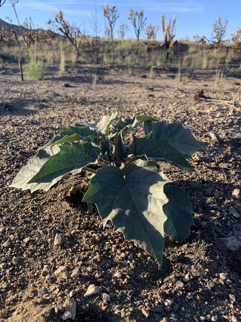 Sacred Datura from Mojave National Preserve, Essex, CA, US on November ...