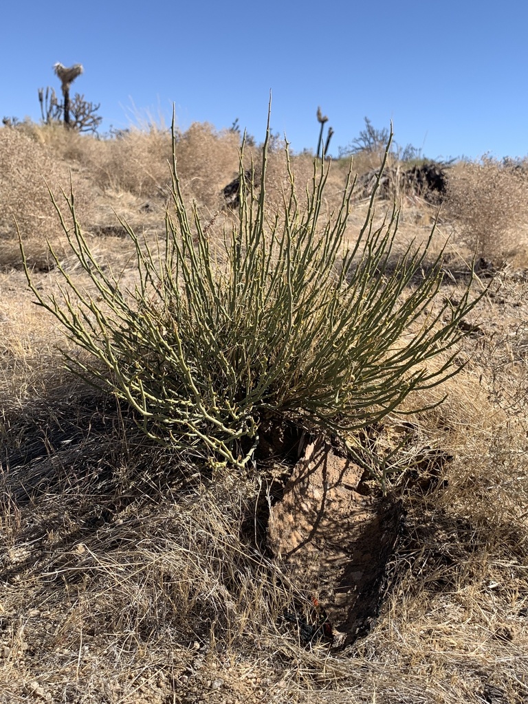 Turpentine Broom from Mojave National Preserve, Nipton, CA, US on ...