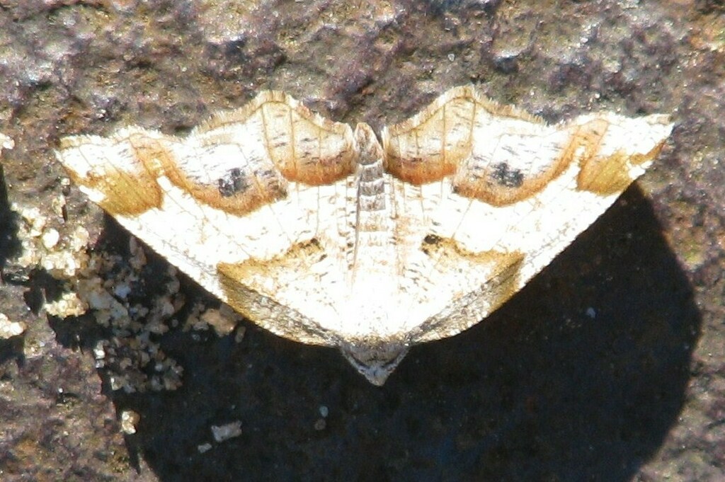 Friendly Probole Moth from Clarksville, MD 21029, USA on April 3, 2012 ...