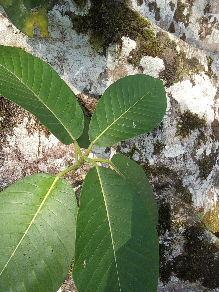 Ficus maxima from Puerto Misahualli, Ecuador on November 8, 2023 at 04: ...