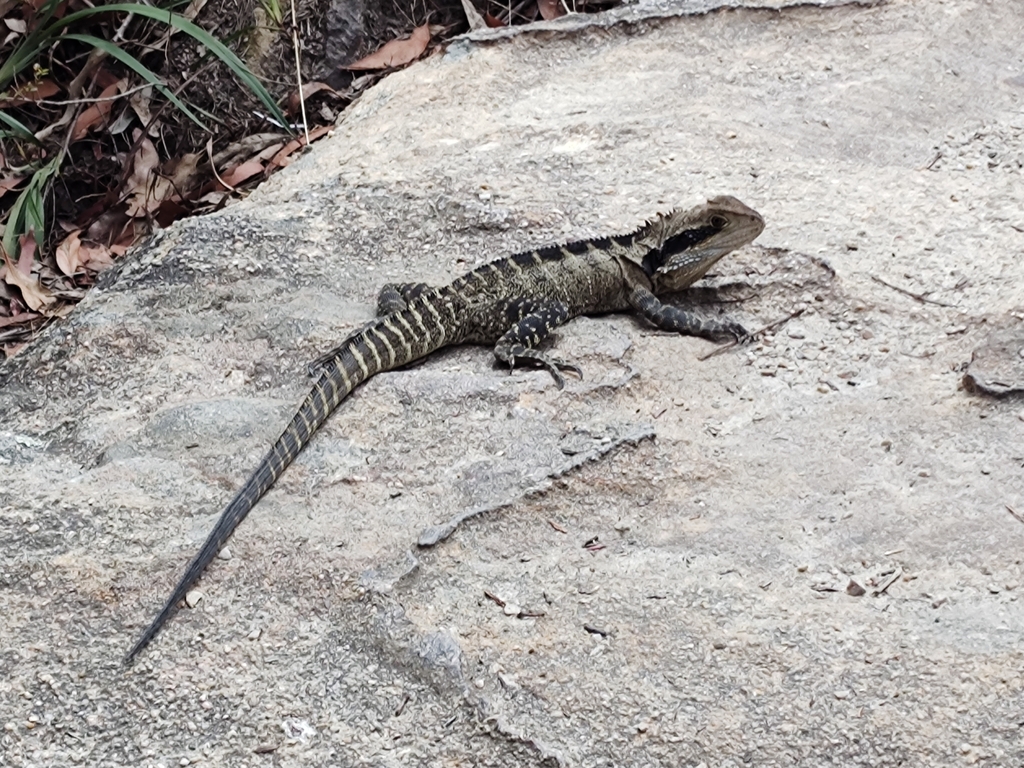 Australian Water Dragon from Blue Mountains, NSW, Australia on November ...