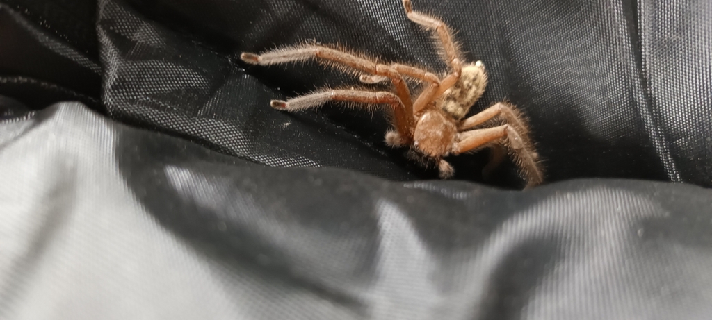 Social Huntsman Spider from St Andrews Beach VIC 3941, Australia on ...
