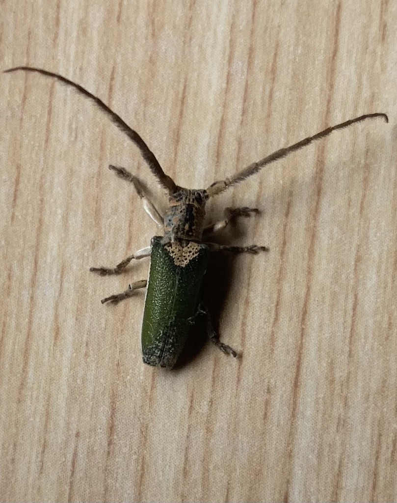 Rhytiphora nigrovirens from Kara Karook St, Maianbar, NSW, AU on ...