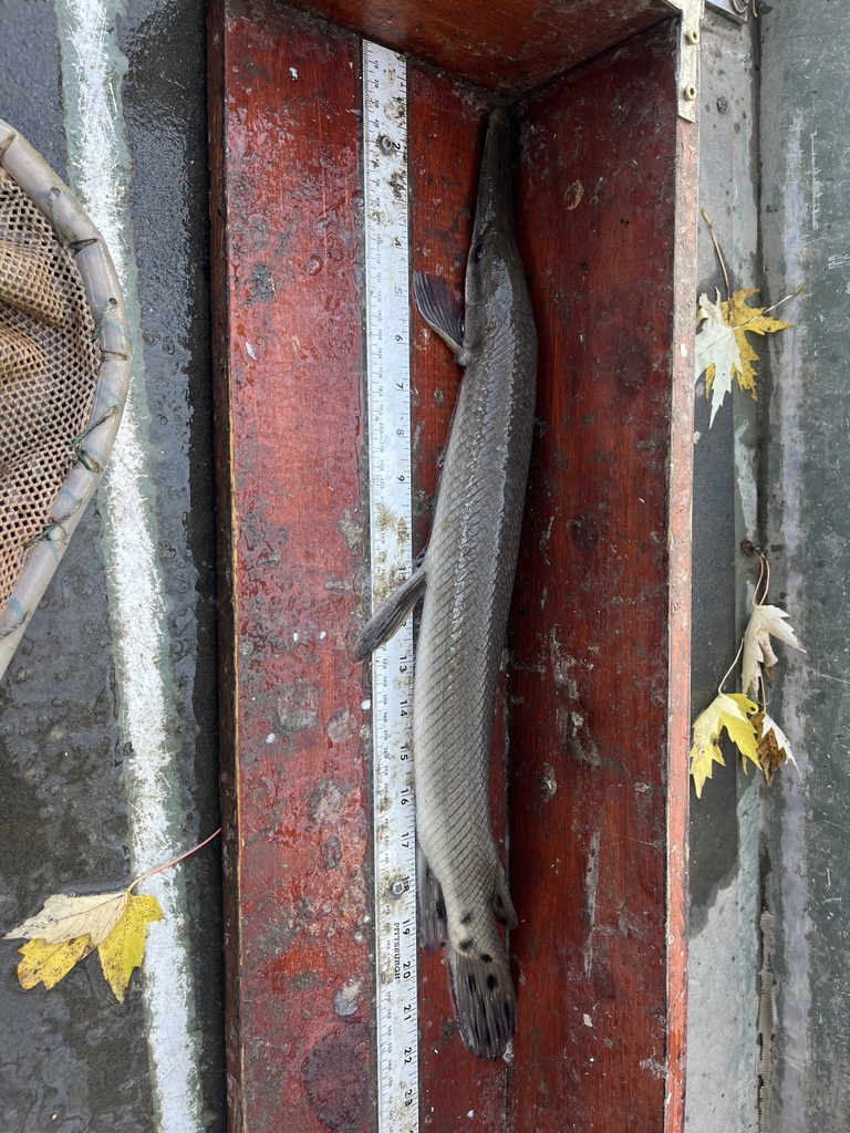 Shortnose Gar from Terre Haute, IN, US on November 8, 2023 at 02:03 PM ...