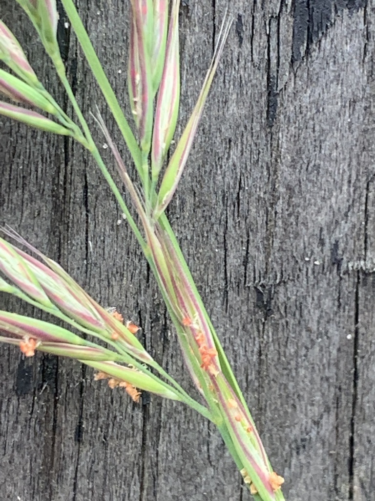red-anther wallaby grass from Maslen Cl, Frankston, VIC, AU on November ...