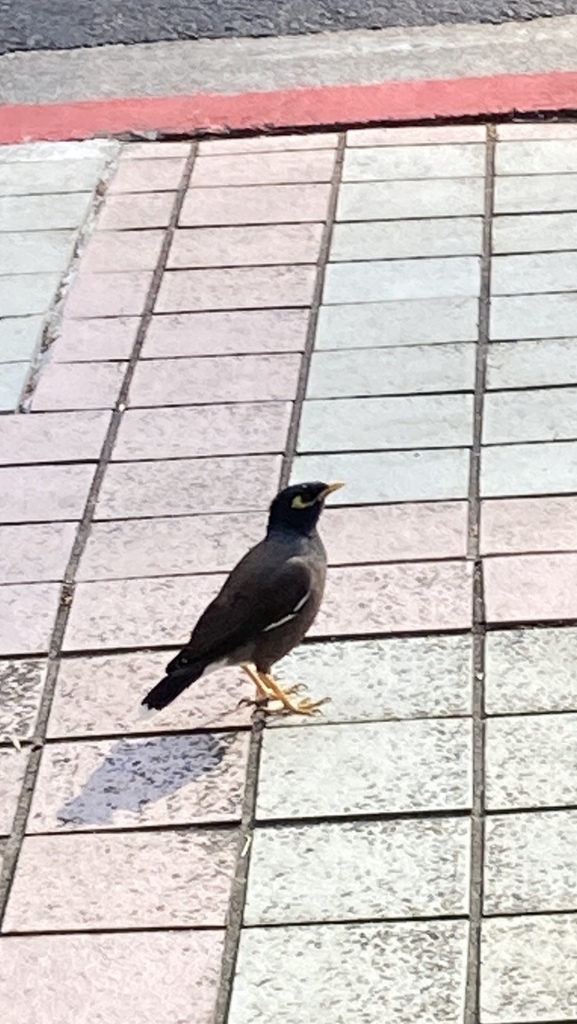 Common Indian Myna from 臺灣島, 中山區, TPE, TW on November 9, 2023 at 10:23 ...