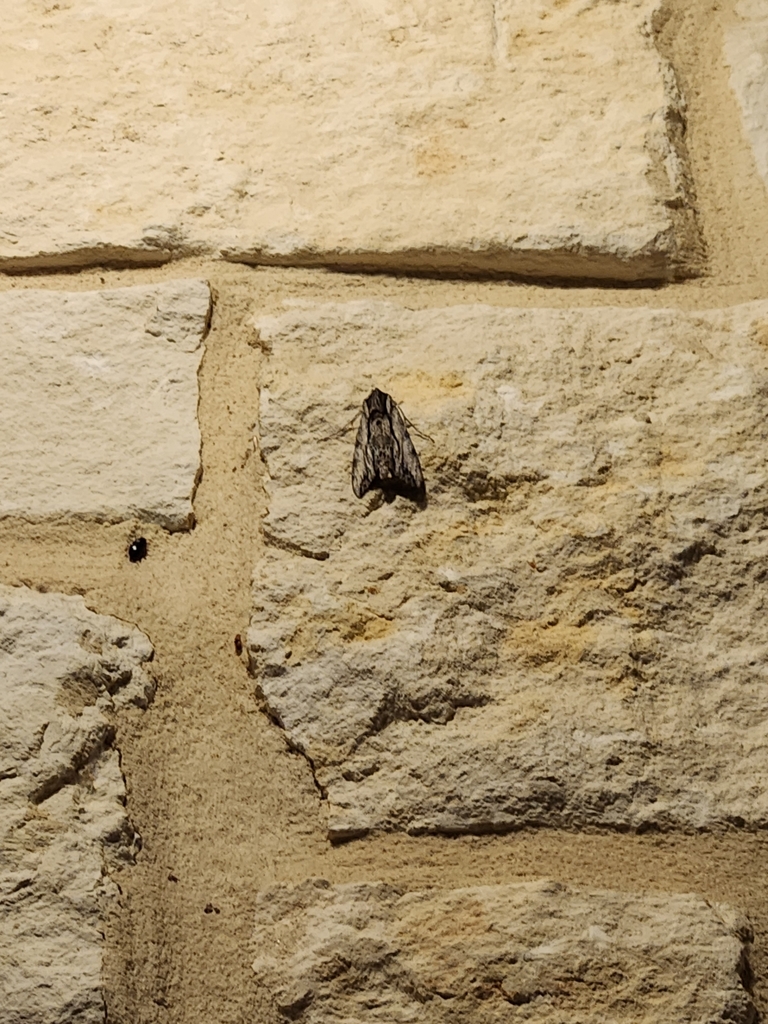 Obscure Sphinx from Medina Valley, Lacoste, TX, USA on November 8, 2023 ...
