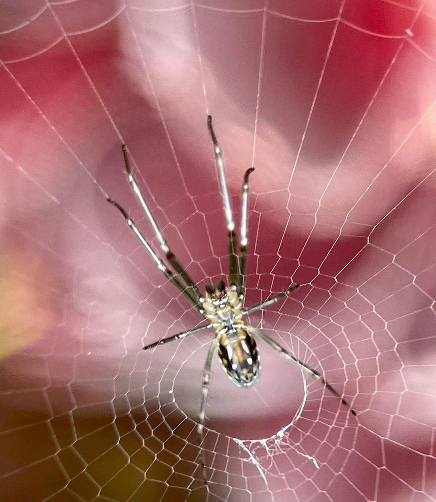 Silver Orb Spider from Royle St, Frankston, VIC, AU on November 9, 2023 ...