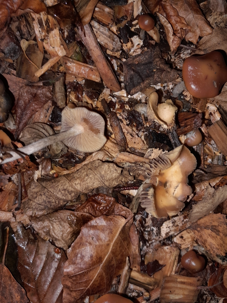 Wavy Cap in November 2023 by wild grasses · iNaturalist