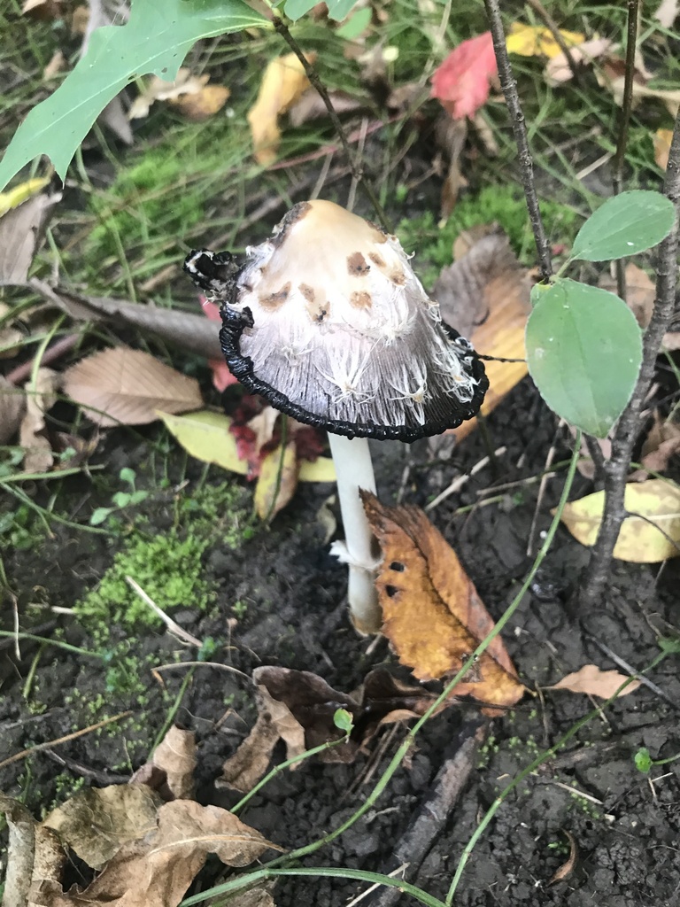 Shaggy Mane from Sarah St, Niagara Falls, ON, CA on October 10, 2021 at ...