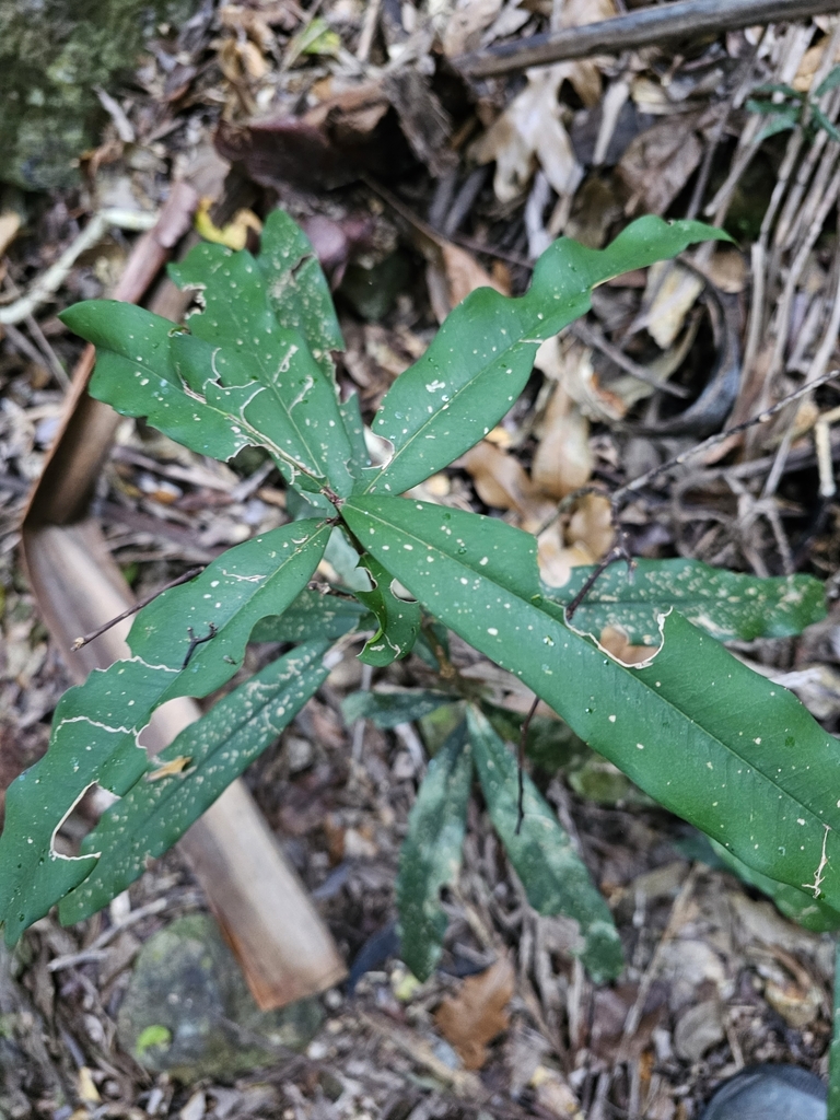 southern satinash from JF39+FC Mooball National Park, Burringbar NSW ...
