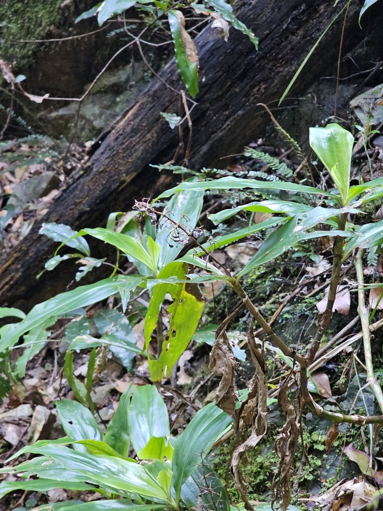Pollia macrophylla from JF39+FC Mooball National Park, Burringbar NSW ...