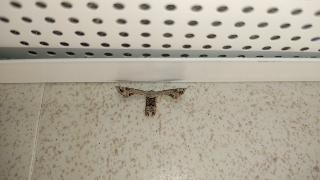 Phazaca theclata from Burugunte Village, Survey No 66, Bikkanahalli ...