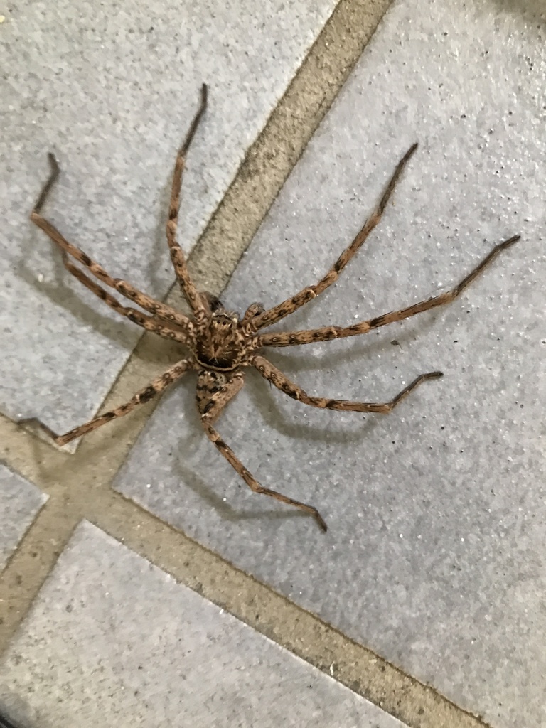 Jungle Huntsman Spider from Brisbane City Hall, Brisbane, QLD, AU on ...
