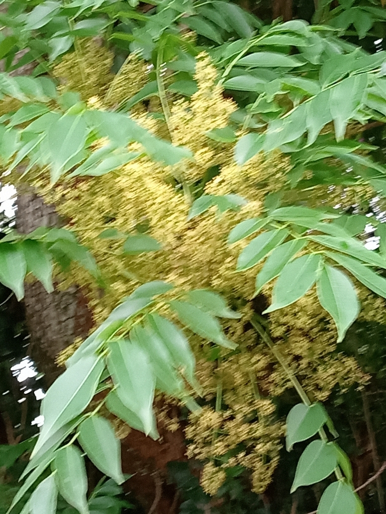 Japanese wax tree from Kloof, 3610, South Africa on November 9, 2023 at ...