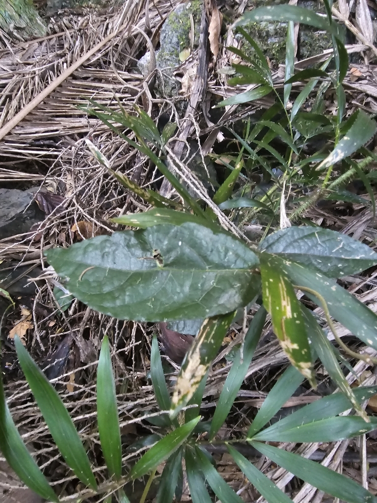 birdwing butterfly vine from JF39+FC Mooball National Park, Burringbar ...