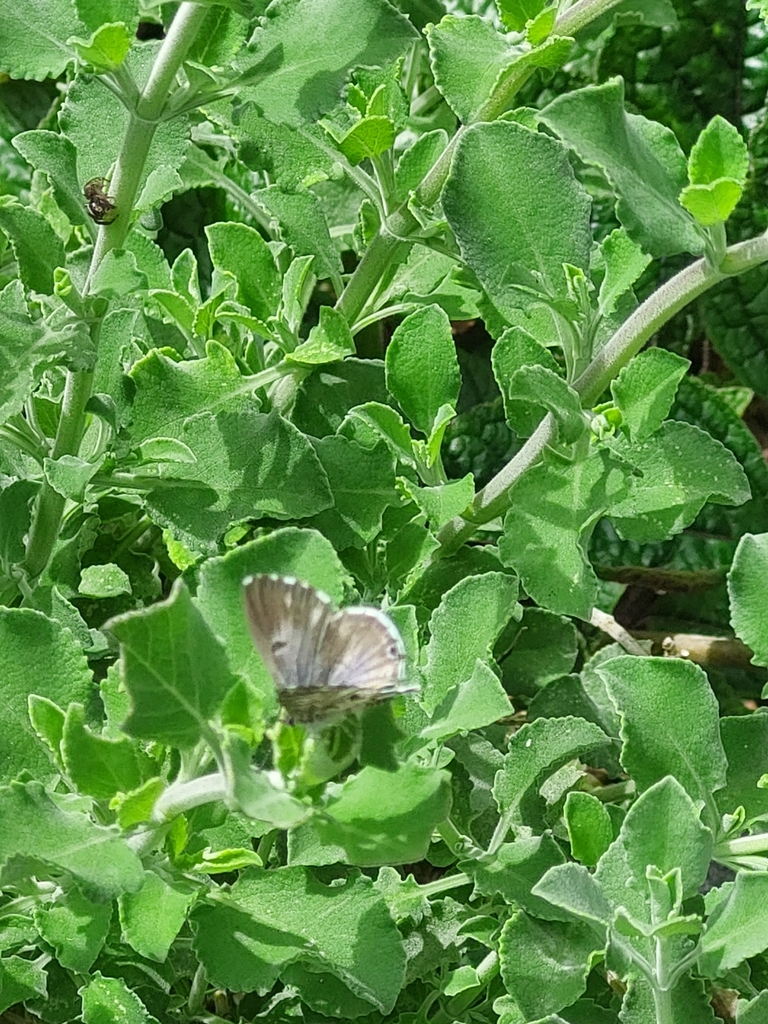 Common Bush Blue from Observatory, Cape Town, 7925, South Africa on ...
