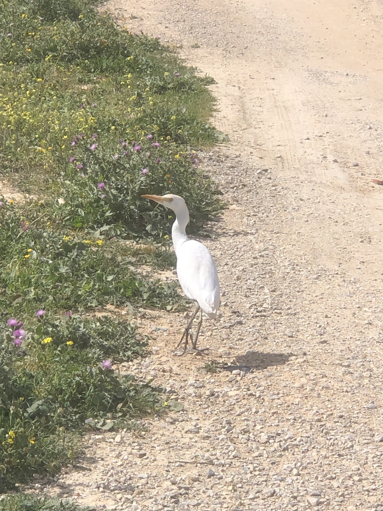 Typical Herons and Egrets from Sidi Hassine, Tunis, TN on March 16 ...