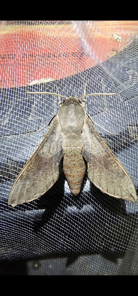 Coprosma Hawk Moth from Neergabby WA 6503, Australia on November 9 ...
