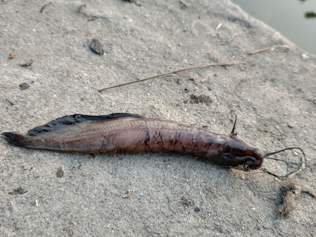Asian stinging catfish from Chaukhda farm Palia kalan naugawan, CHPC+ ...