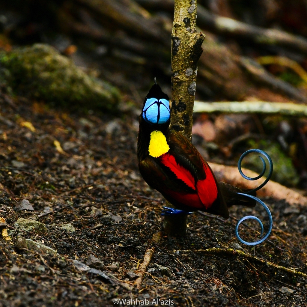 Wilson's Bird-of-Paradise in September 2023 by Wahhab Al'azis · iNaturalist