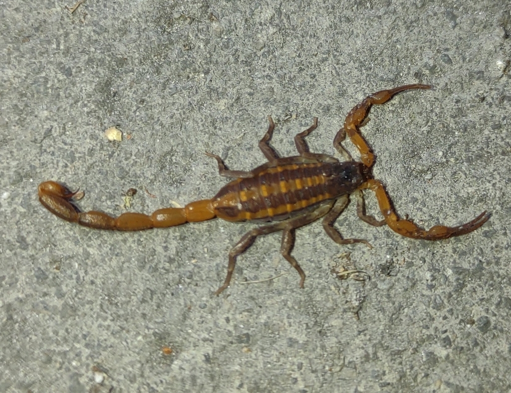 Hentz Striped Scorpion from Goose Creek, SC, USA on November 9, 2023 at ...