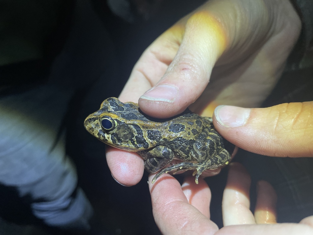 African Toads from Kalabo, Zambia on July 13, 2023 at 08:19 PM by Jonah ...