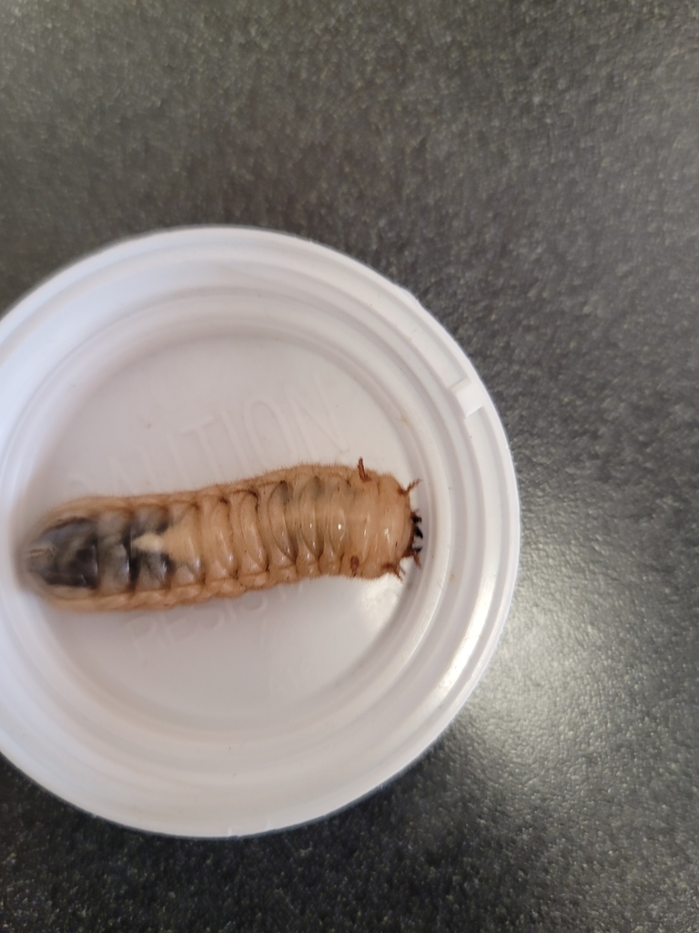 Beetles from Alameda\Delta, El Paso, TX 79905, USA on November 9, 2023 ...