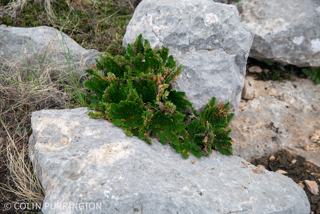 resurrection plant from US-90, Comstock, TX 78837, USA on October 30 ...