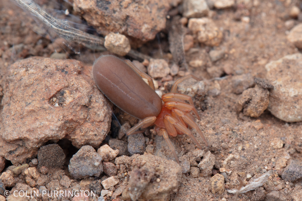 Orthonops lapanus from Brewster County, TX, USA on November 1, 2023 at ...
