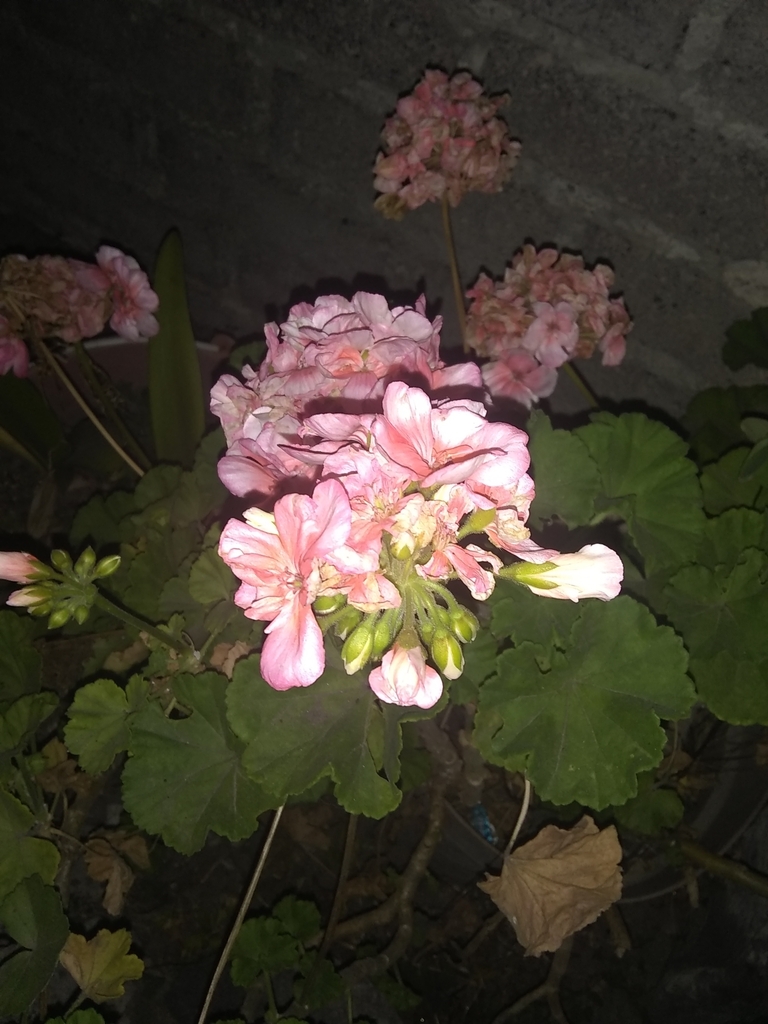 geraniums and storksbills from Poniente 20 & Sur 20, Manzana 021, San ...