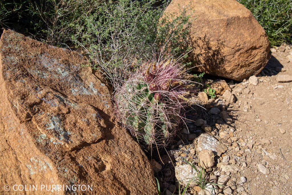 Hamatocactus hamatacanthus hamatacanthus from Brewster County, TX, USA ...