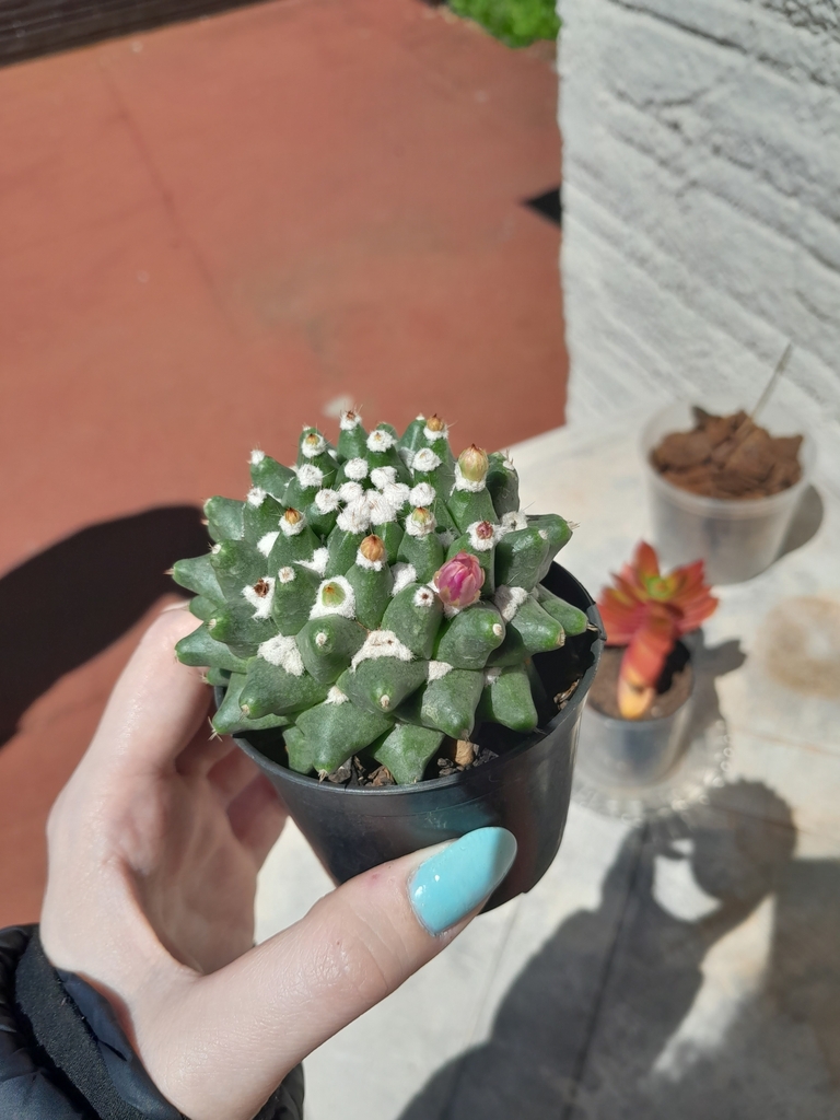 Something from Centro, Panambi - RS, 98280-000, Brasil on October 1 ...