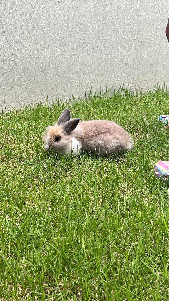 Domestic Rabbit from Puerto Rico, Cayey, Puerto Rico, US on November 9 ...