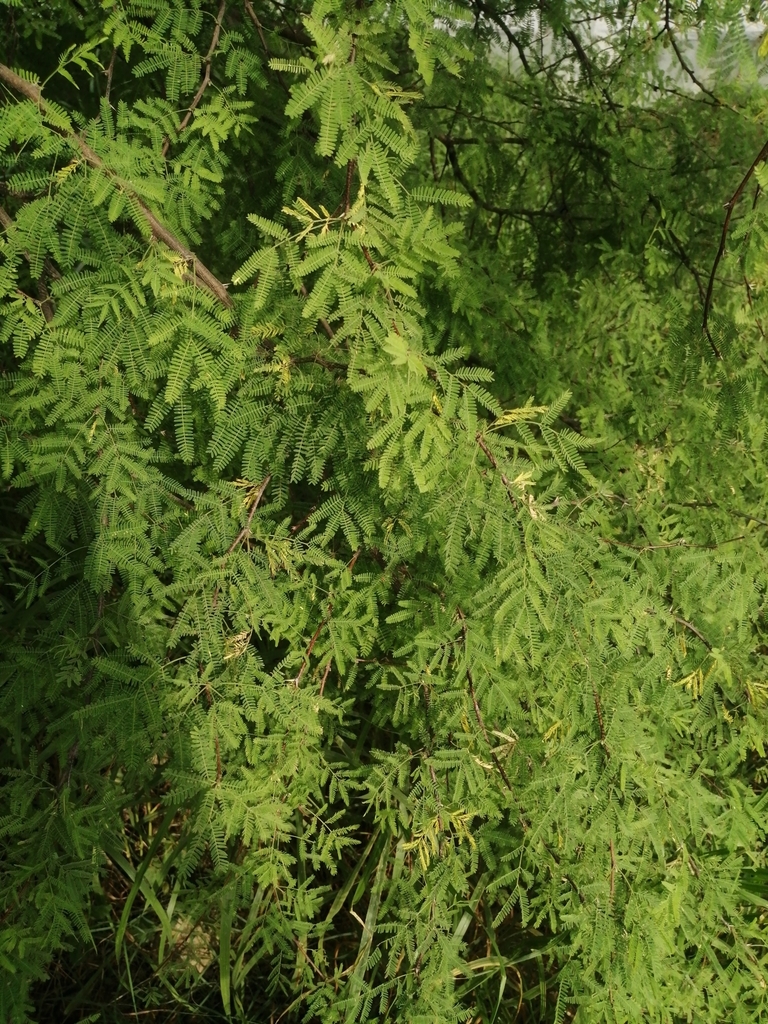whitethorn acacia from 64103 San Gabriel, 64103 Monterrey, N.L., México ...