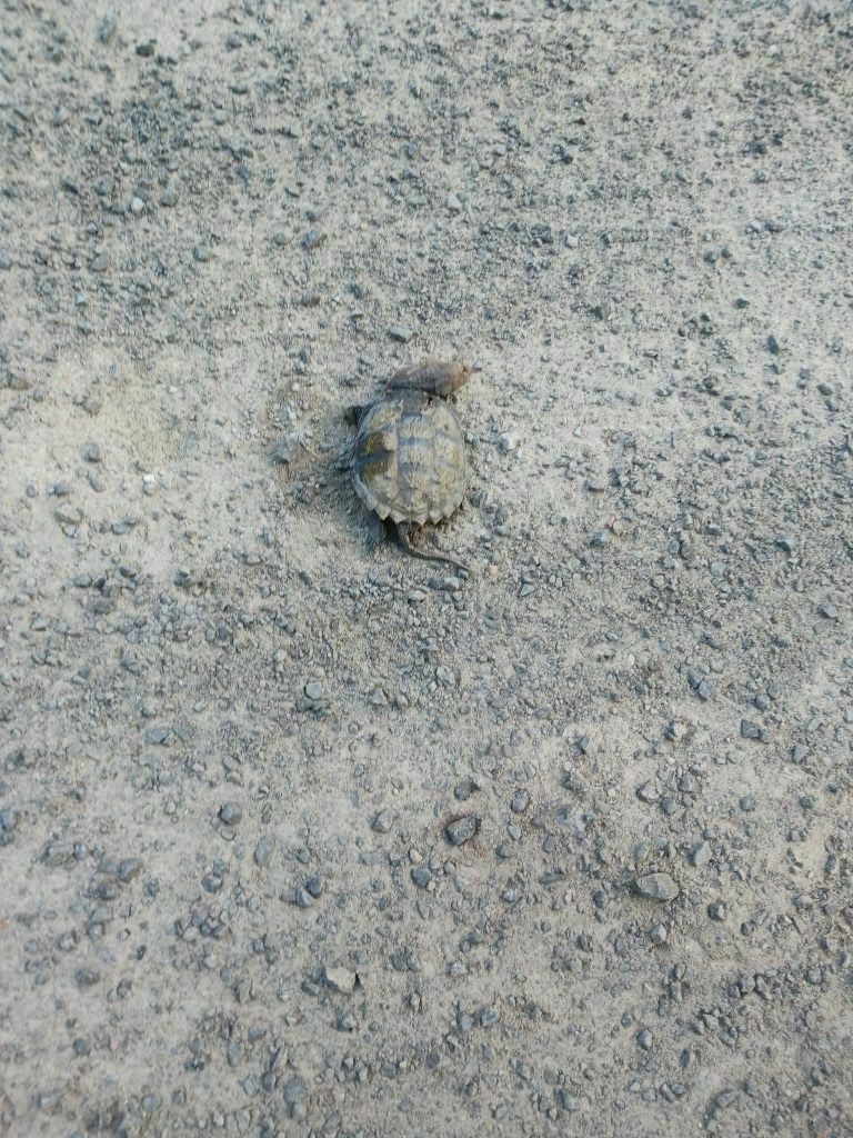 Common Snapping Turtle from Peterborough, Ontario, Canada on June 2 ...