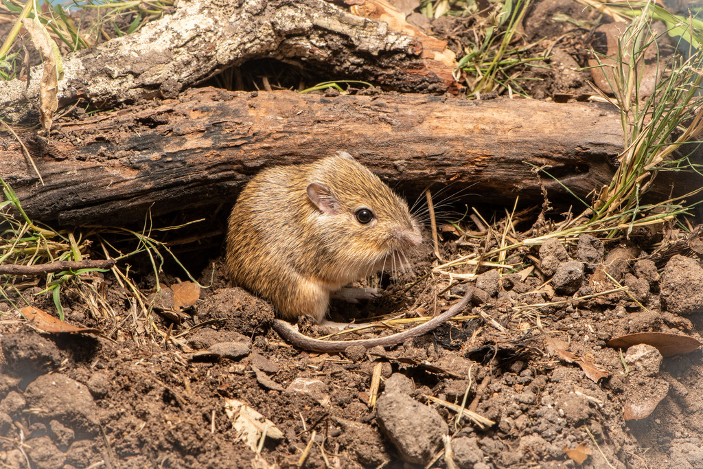 Hispid Pocket Mouse from Kingsville, TX 78363, USA on November 9, 2023 ...