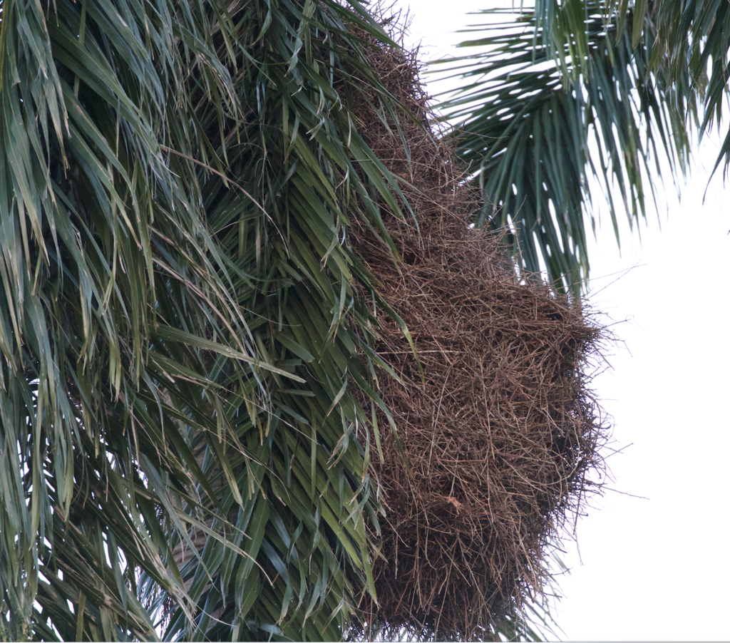 Palmchat from Duverge, República Dominicana on November 5, 2023 at 05: ...