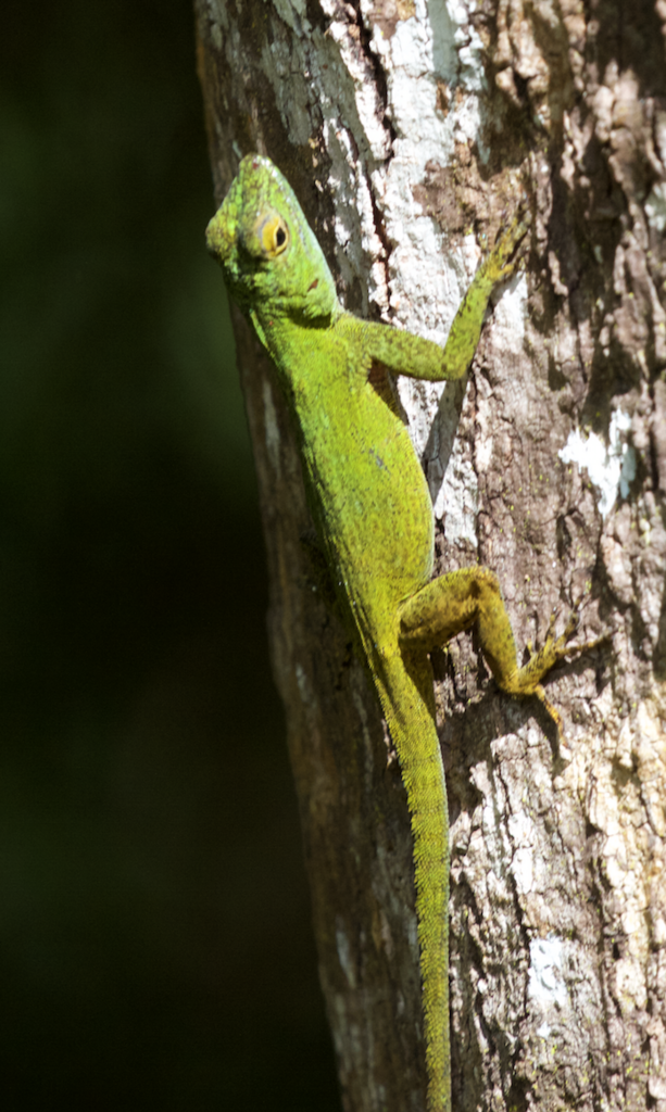 Green Twig Anole from Polo, 81000, República Dominicana on November 7 ...