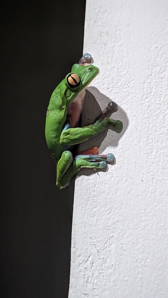 Blue-sided Tree Frog in October 2023 by pretiwogo · iNaturalist