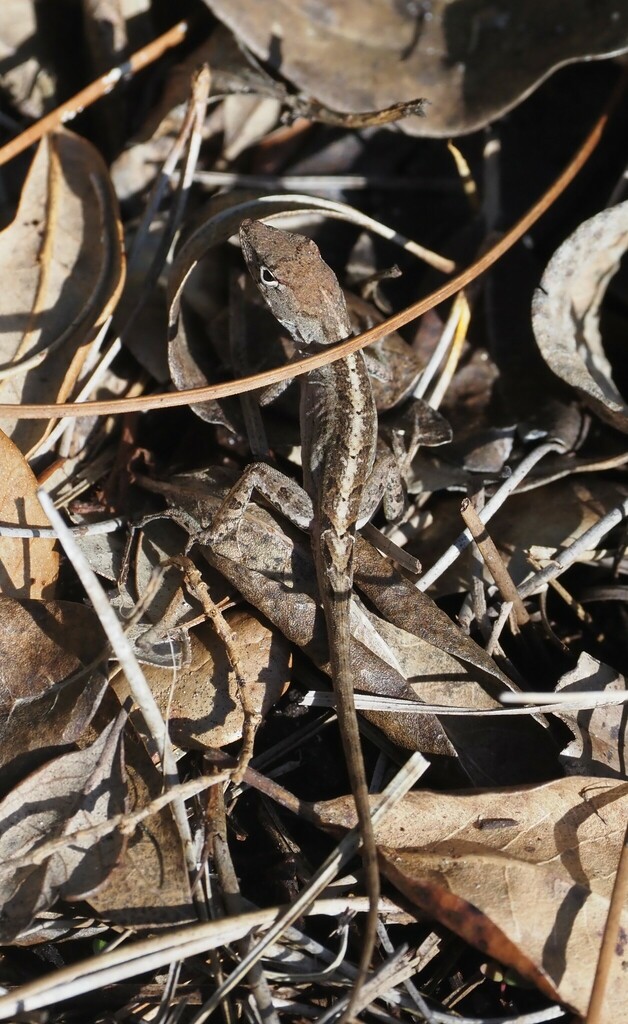 Brown Anole from St Marys, GA 31558, USA on November 9, 2023 at 11:00 ...