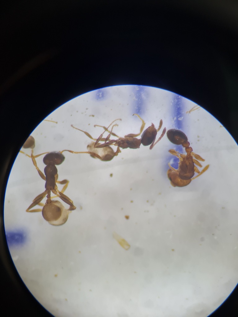 Big-headed Ants from CTBA on November 9, 2023 at 12:42 PM by Laura ...