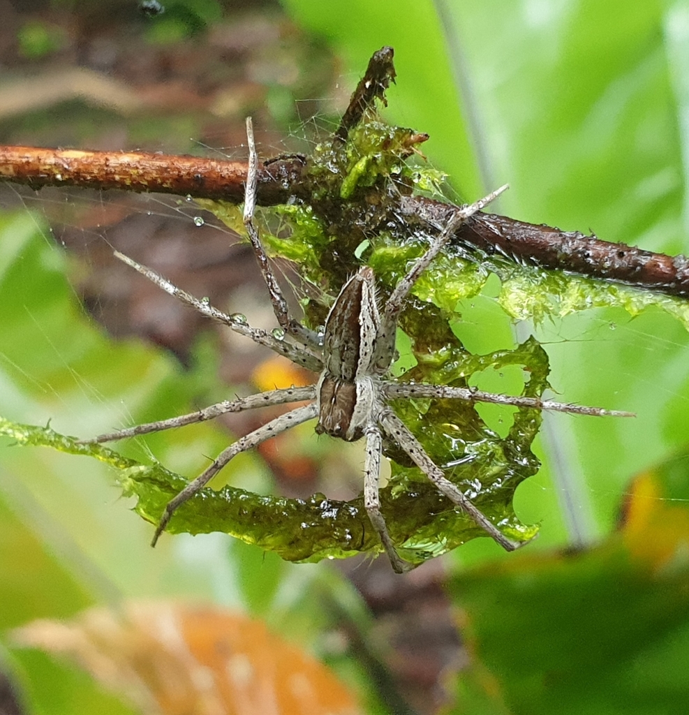 Leaf-running Spiders from Camping Ground, Batu 20 1/2, Jalan Sungai ...