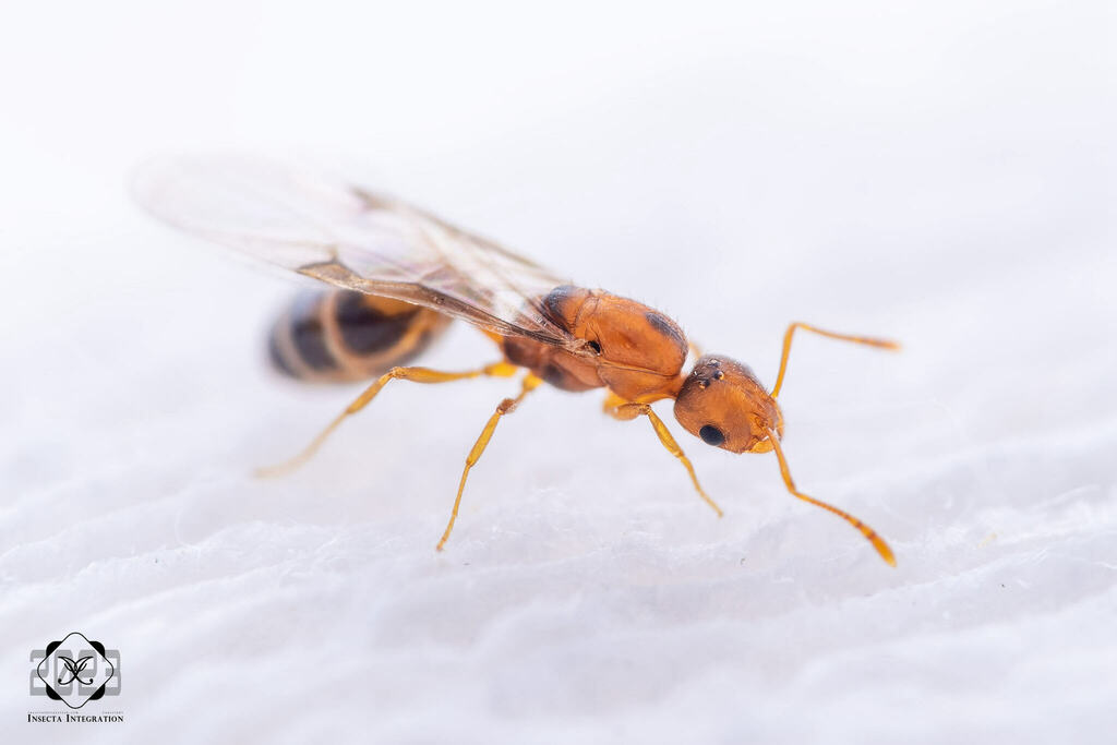 Pharaoh Ant from University City, San Diego, CA, 美国 on November 9, 2023 ...