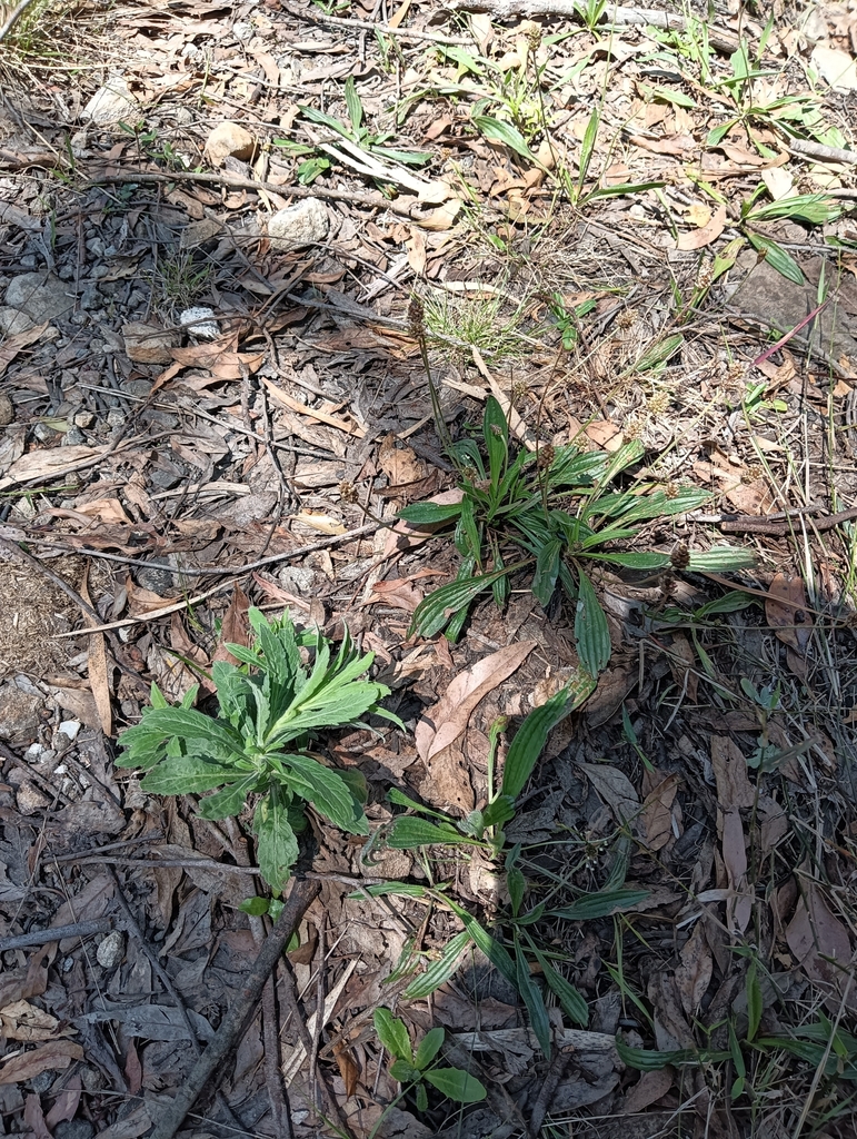 plants from Croom NSW 2527, Australia on November 10, 2023 at 12:02 PM ...