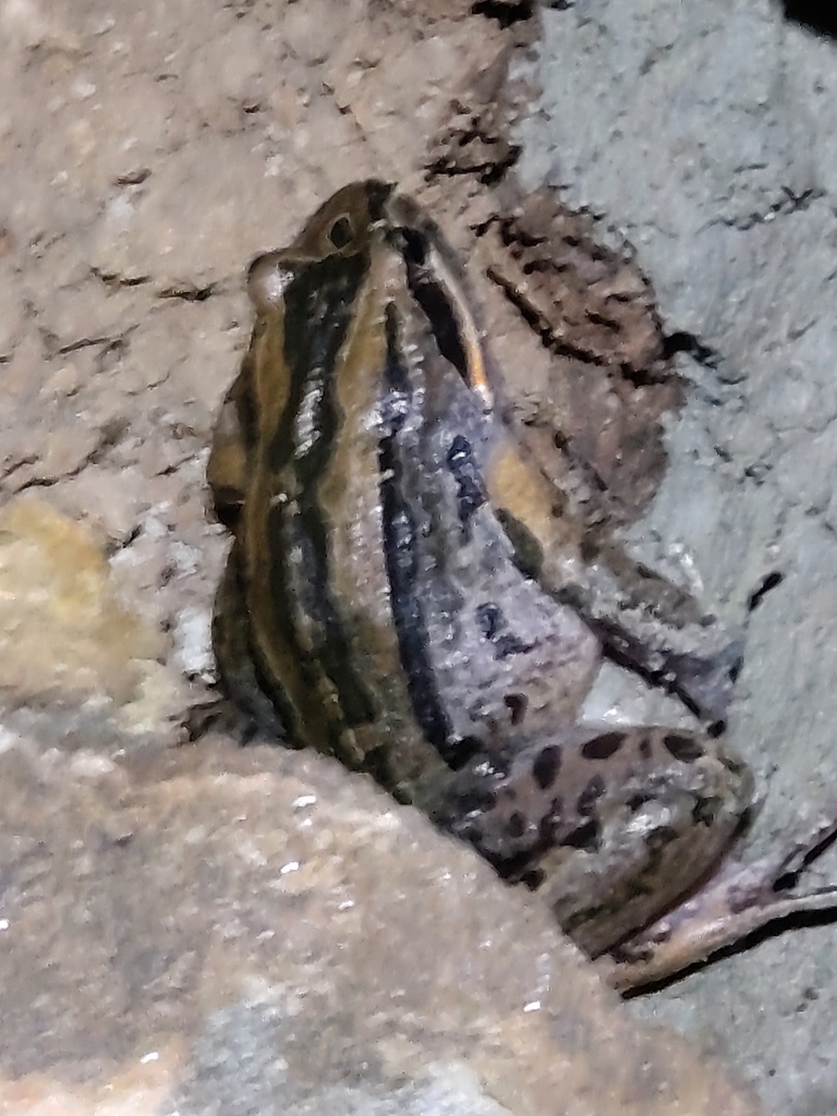 Striped Marsh Frog from Bidwill NSW 2770, Australia on October 20, 2023 ...