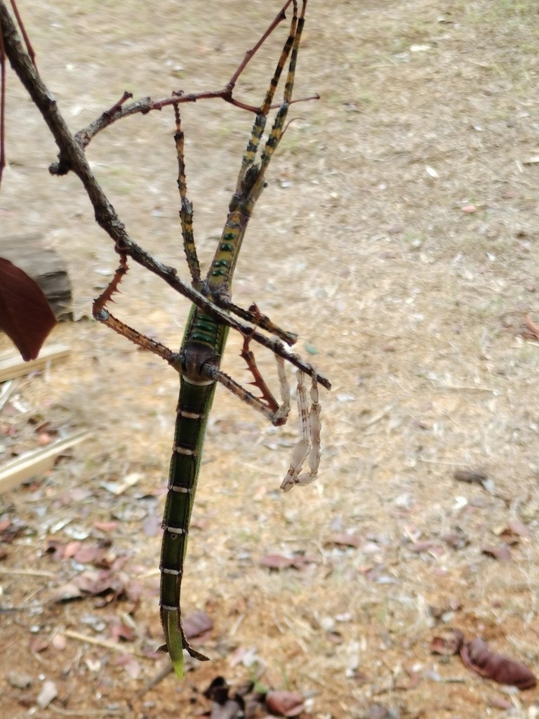 Goliath Stick Insect from Range Cr, Laidley, QLD, AU on November 10 ...